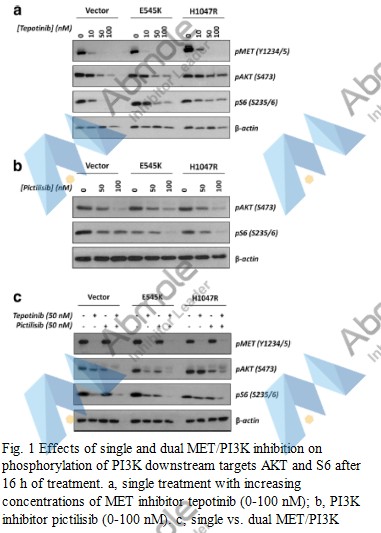 GDC-0941 (Pictilisib) (Pictilisib) | CAS 957054-30-7 | AbMole ...
